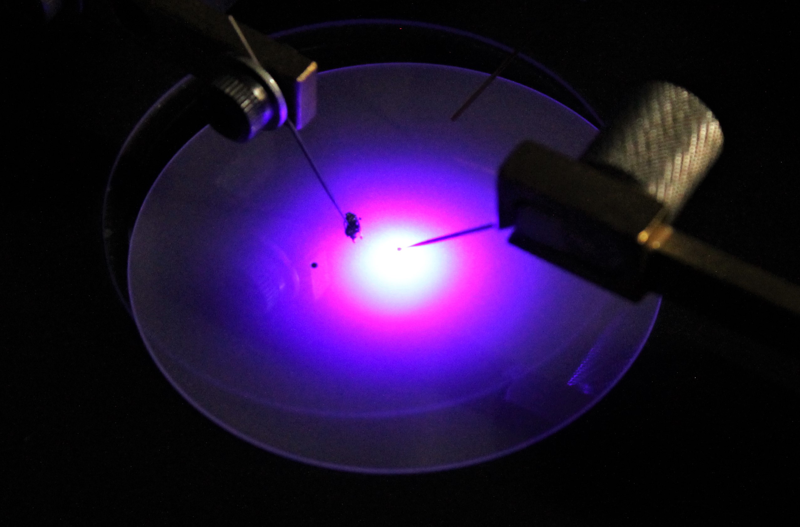 BUSINESS UDPATE: LD BUSINESS PROGRESS, LED & microLED UPDATE & COST ...